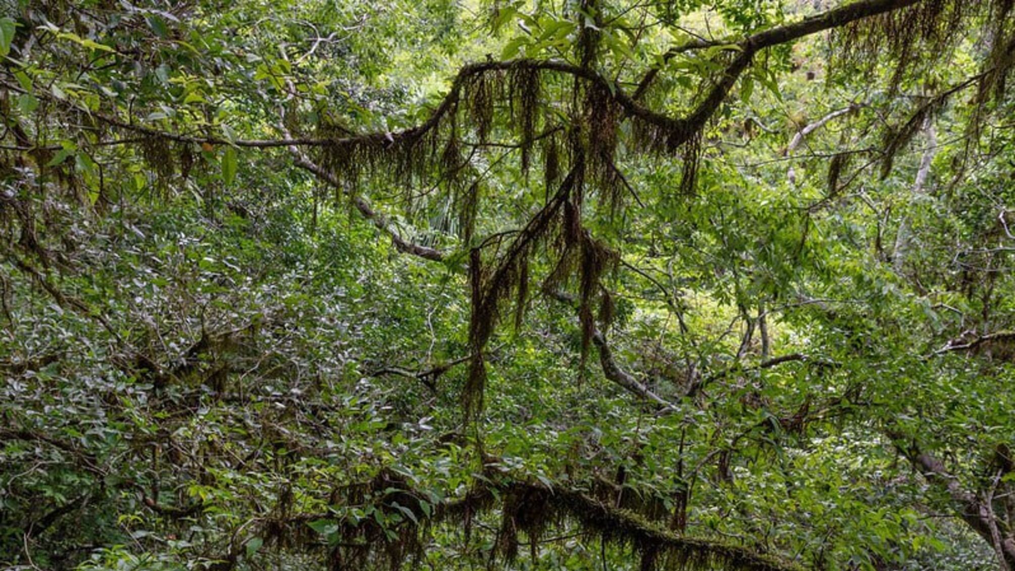 Китаец прожил в джунглях 70 дней и выиграл более 300 тысяч гривен - Life - StopCor